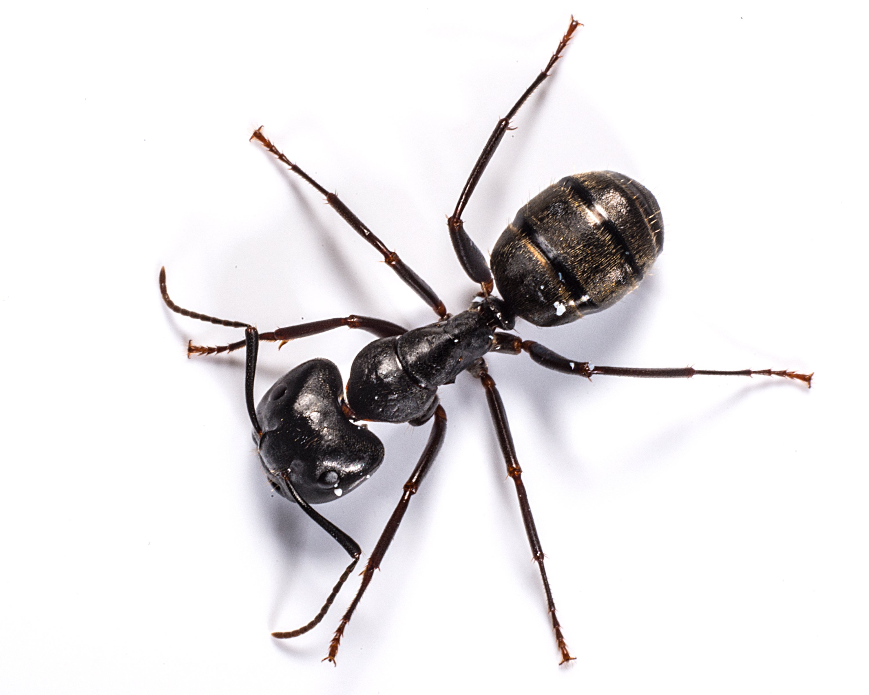 Big Black Ant