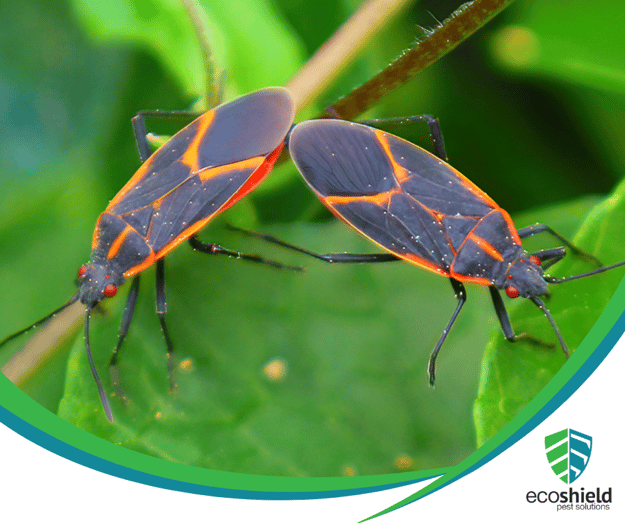 Stink Bug or Imposter? What's in Your Home?