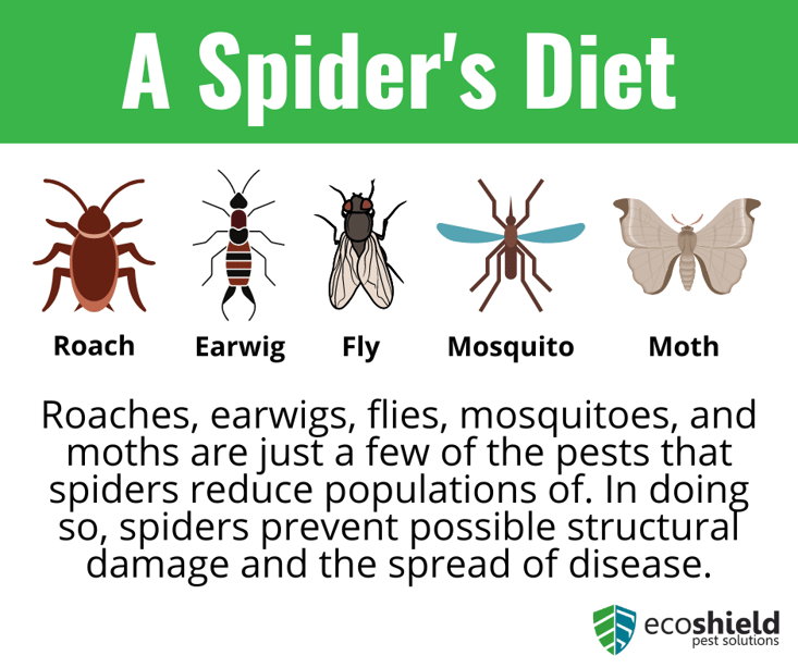 EcoShield Spider Removal and Prevention | Spider Exterminator