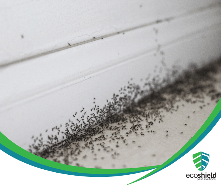 How Long Do Ants Live?