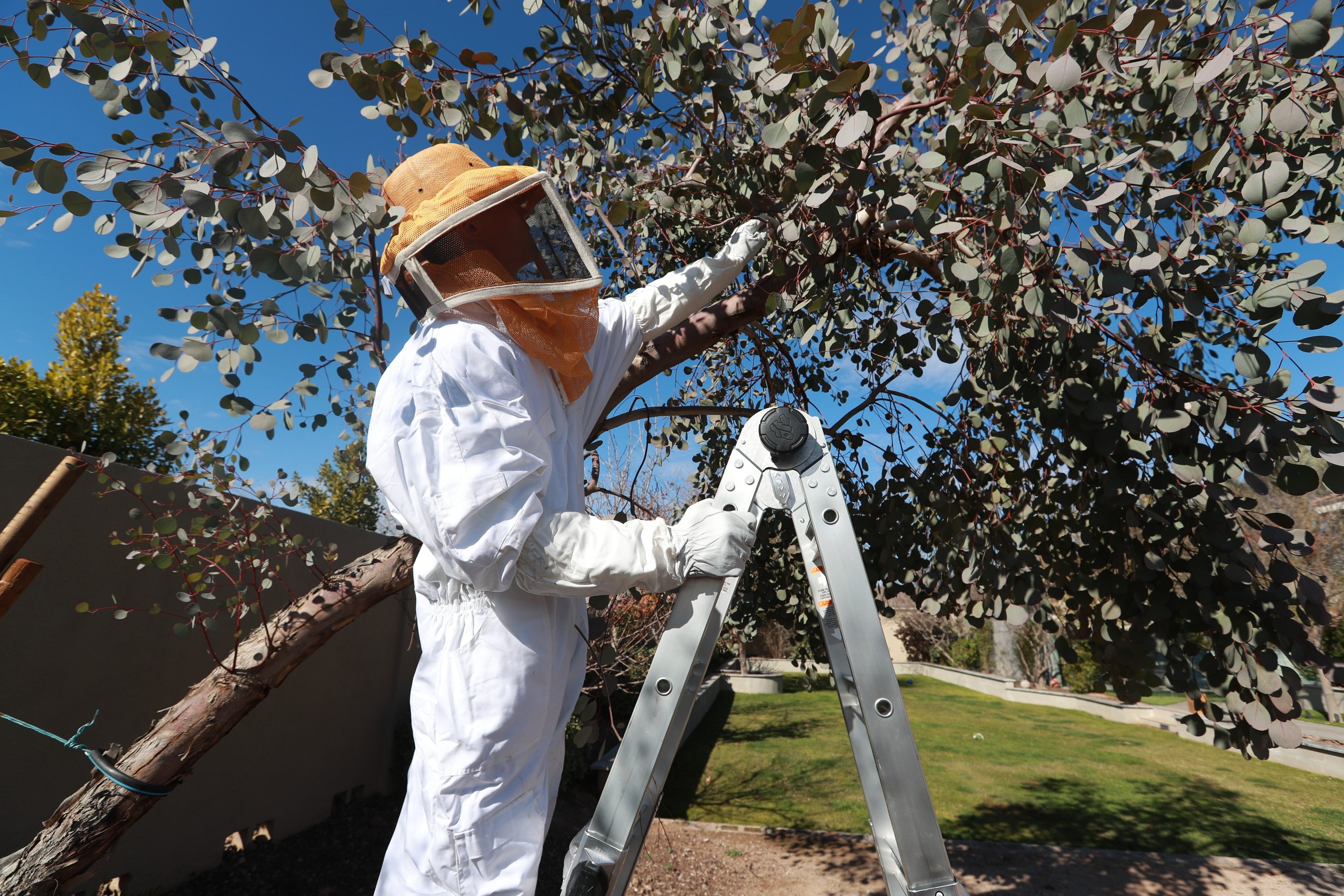 Get Rid of Yellow Jackets, Wasps, and Hornets in Moseley, VA