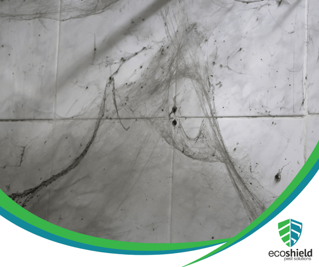 Are Cobwebs Different from Spiderwebs?