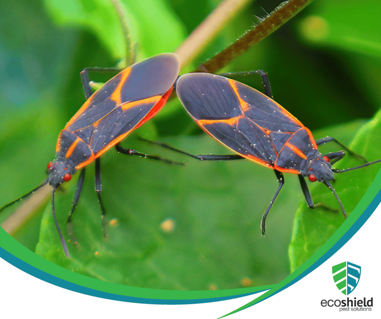 What’s The Difference Between Boxelder Bugs & Kissing Bugs?