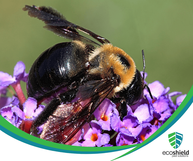 How do Carpenter Bees Make Perfectly Round Holes?