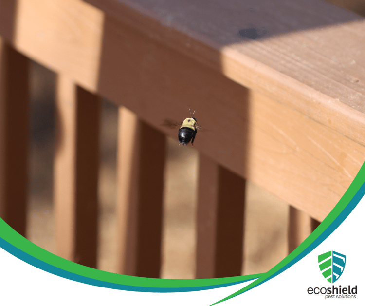 How do Carpenter Bees Make Perfectly Round Holes?