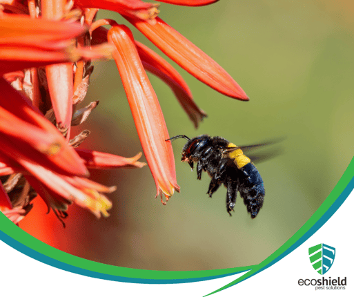 Can I Prevent Carpenter Bees From Damaging my Home?