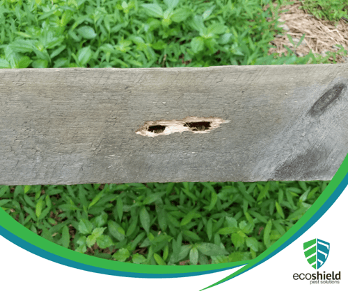 Can I Prevent Carpenter Bees From Damaging my Home?