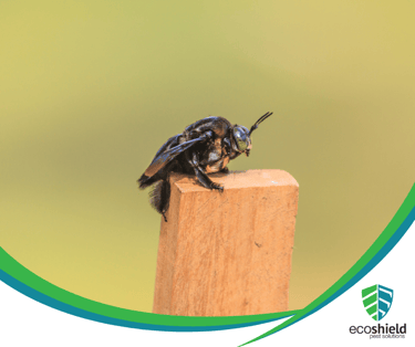 Are Carpenter Bees Dangerous?