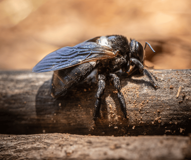 How Much Does it Cost to Get Rid of Carpenter Bees?