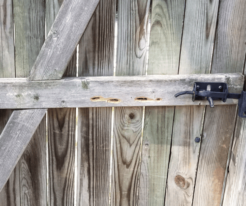 How Much Does it Cost to Get Rid of Carpenter Bees?