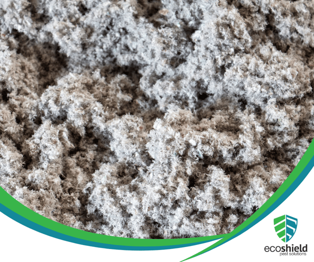 Can Rodents Chew Through Spray Foam Insulation?