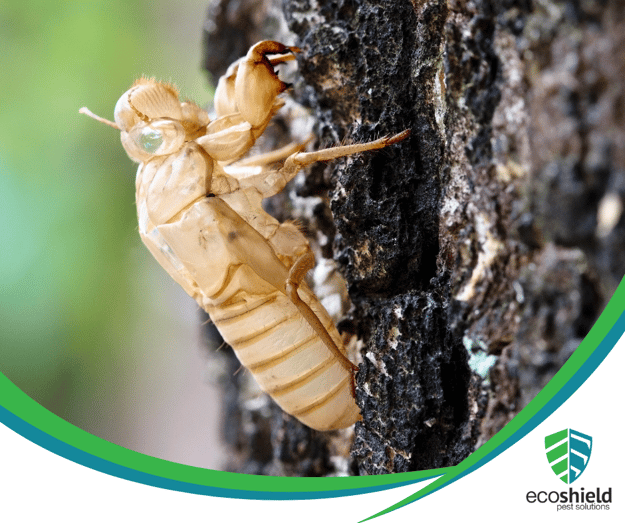 Should Homeowners Be Worried About Cicadas?