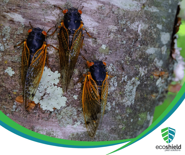 Should Homeowners Be Worried About Cicadas?