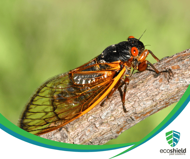 What Bugs Make a Loud Noise Outside in the Summer?