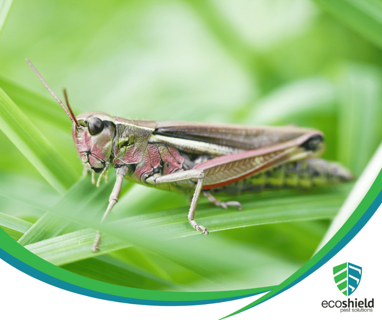 What Bugs Make a Loud Noise Outside in the Summer?