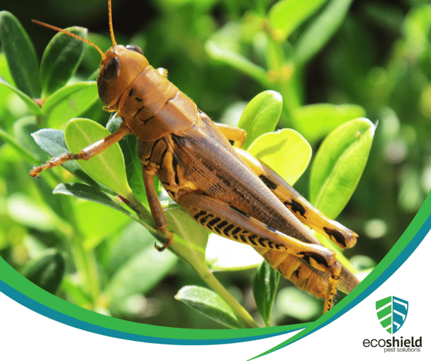 What Bugs Make a Loud Noise Outside in the Summer?