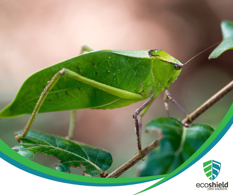 What Bugs Make a Loud Noise Outside in the Summer?