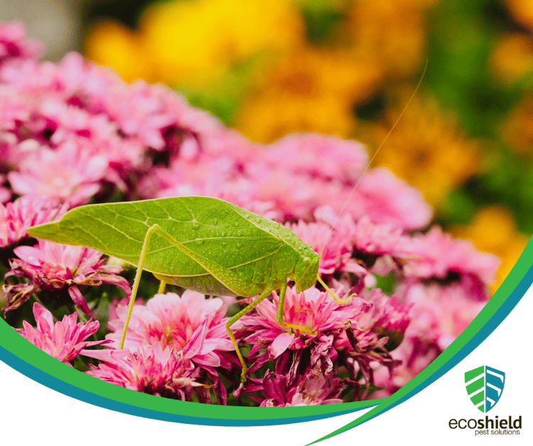 What Bugs Make a Loud Noise Outside in the Summer?