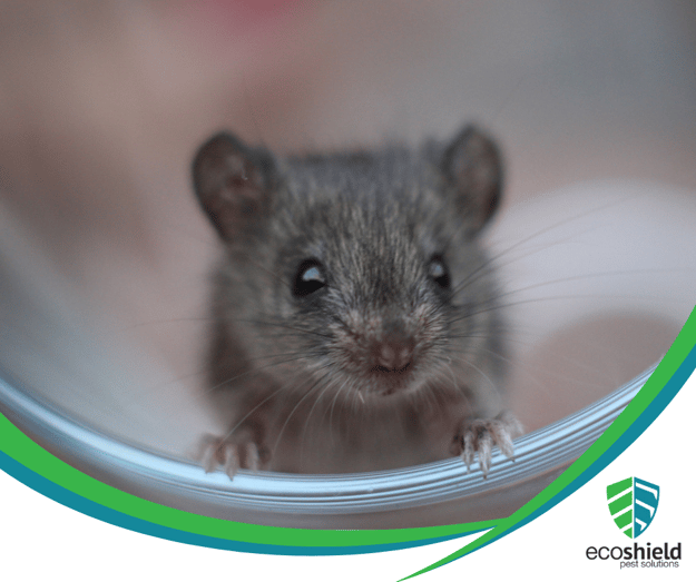 Do Mice Infest Clean Homes?