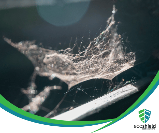 Are Cobwebs Different from Spiderwebs?