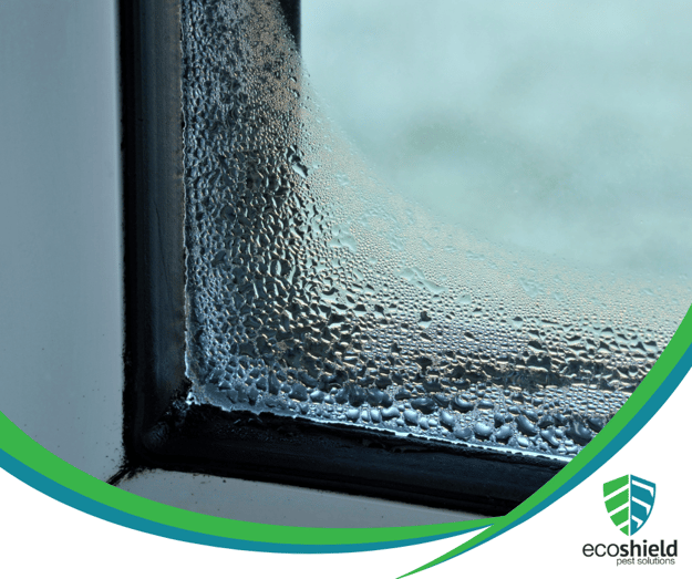 What is the Connection Between Pests and Humidity?