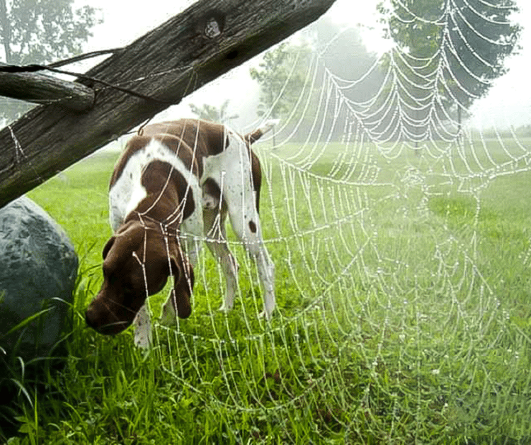 Can Spiders Harm My Dog?