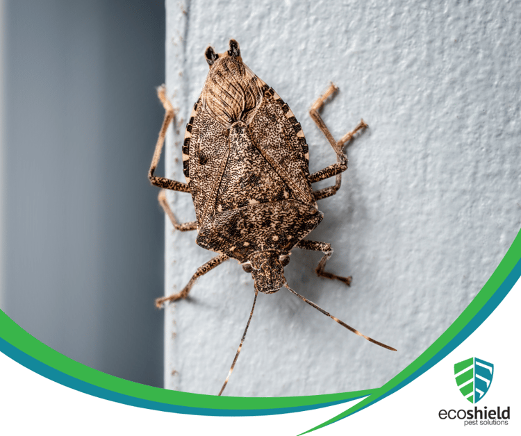 Are Stink Bugs Harmful to Humans?