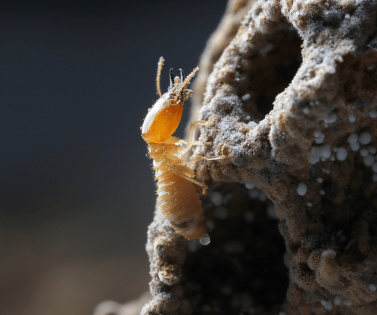 What are Formosan Termites?