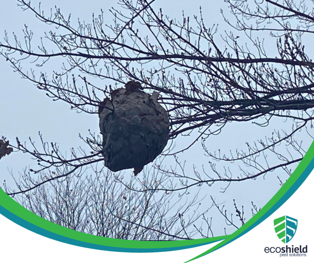 Do Hornets Leave Their Nests in the Fall?