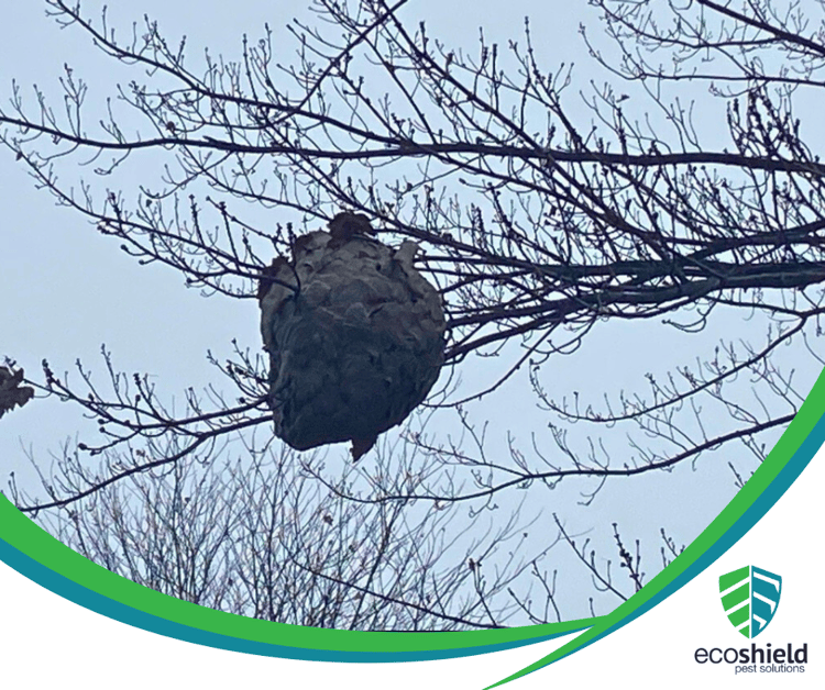 Do Hornets Leave Their Nests in the Fall?