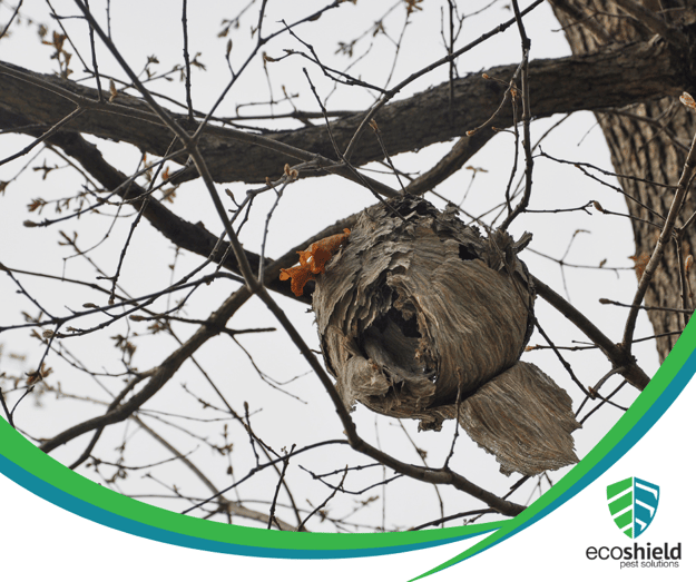 Do Hornets Leave Their Nests in the Fall?