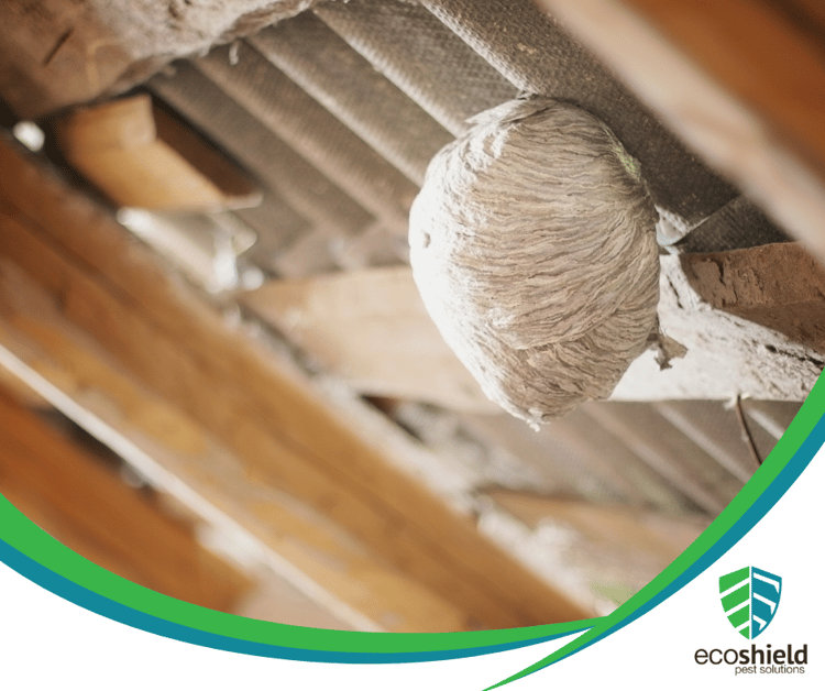 Do Hornets Leave Their Nests in the Fall?