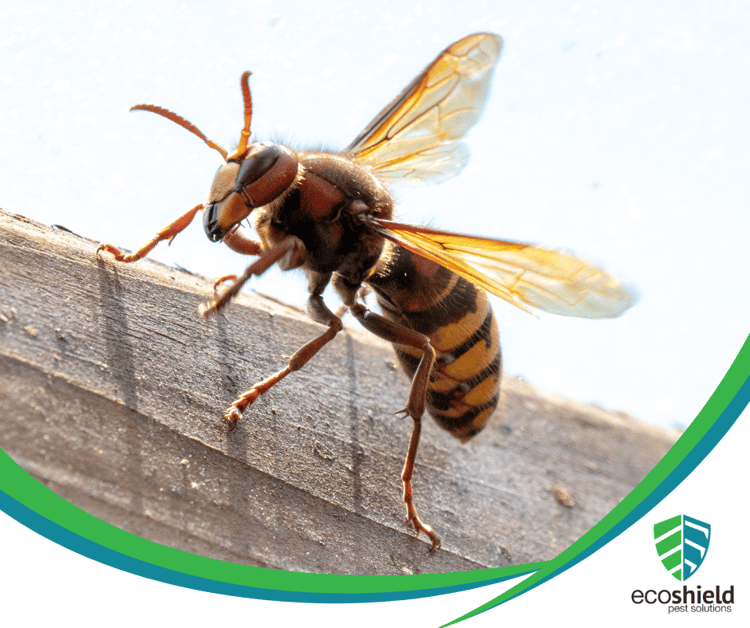 Do Hornets Leave Their Nests in the Fall?