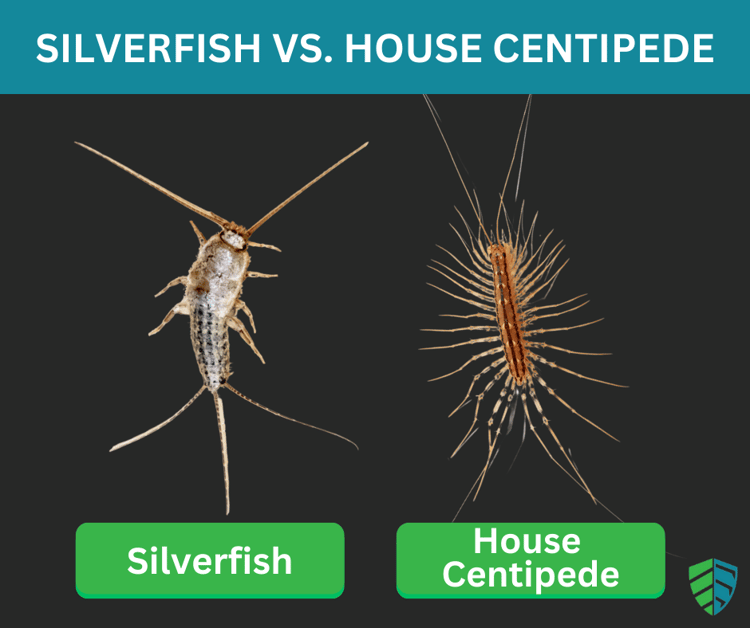 House Centipede vs. Silverfish: What’s the Difference?