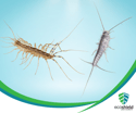 House Centipede vs. Silverfish: What’s the Difference?