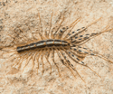House Centipede vs. Silverfish: What’s the Difference?