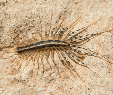 House Centipede vs. Silverfish: What’s the Difference?