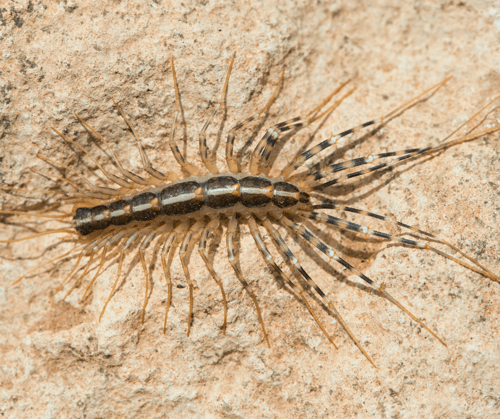 House Centipede vs. Silverfish: What’s the Difference?