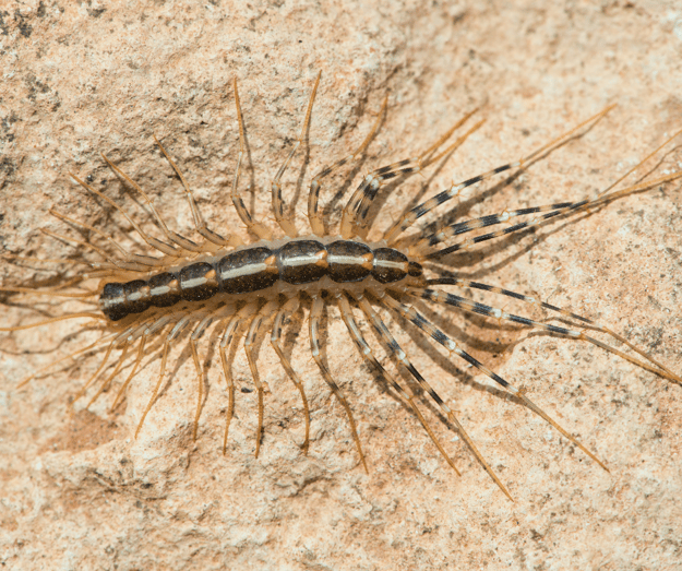 House Centipede vs. Silverfish: What’s the Difference?