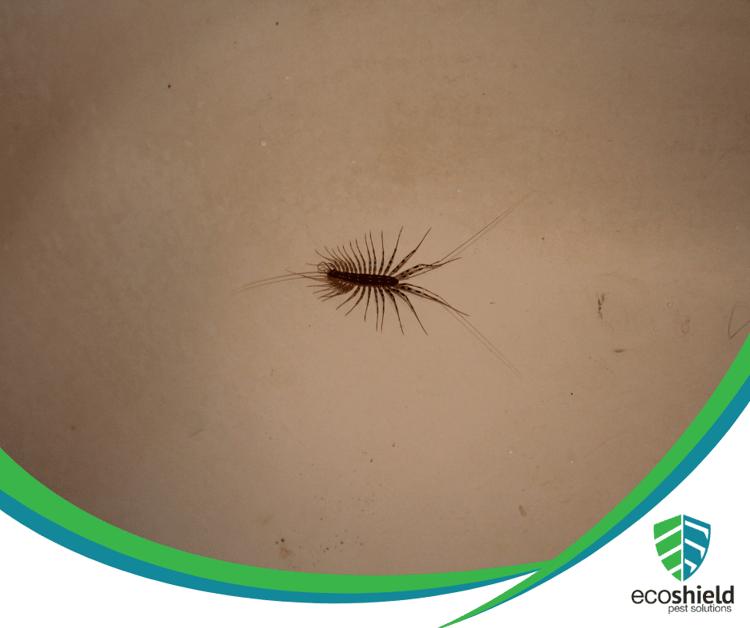 Are House Centipedes Harmful or Just Creepy?