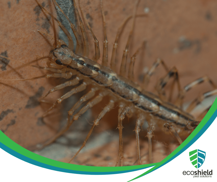 Are House Centipedes Harmful or Just Creepy?