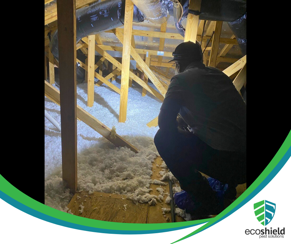 Can Rodents Chew Through Spray Foam Insulation?