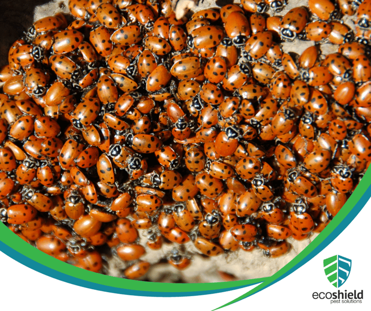 Why Are There So Many Ladybugs in My Home?