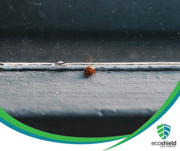 Why Are There So Many Ladybugs in My Home?