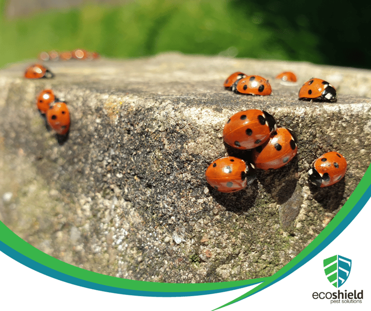 Why Are There So Many Ladybugs in My Home?