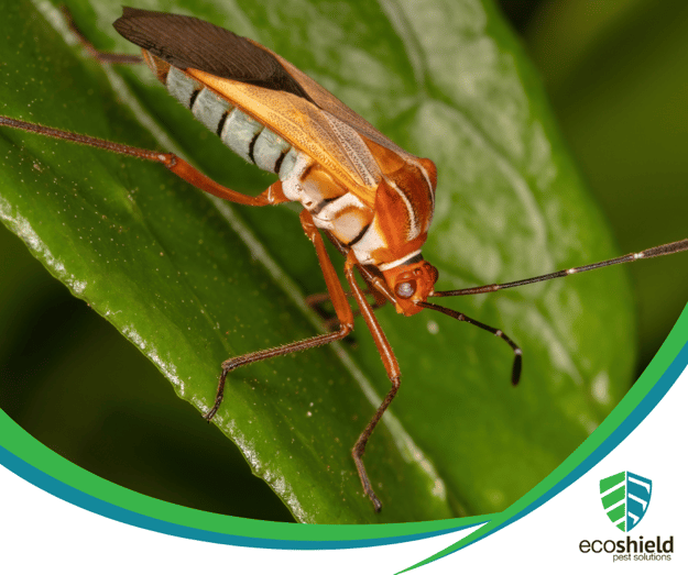 Stink Bug or Imposter? What's in Your Home?