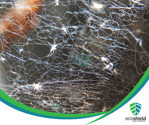 Are Cobwebs Different from Spiderwebs?