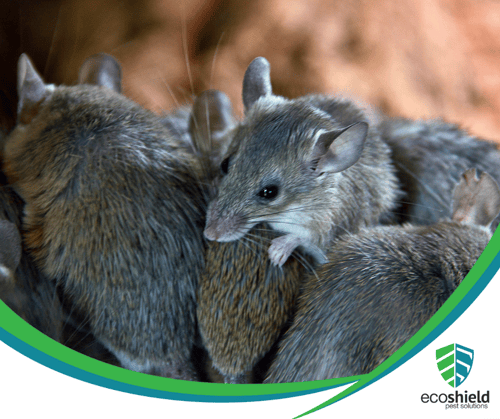Will Mice Go Away on Their Own?