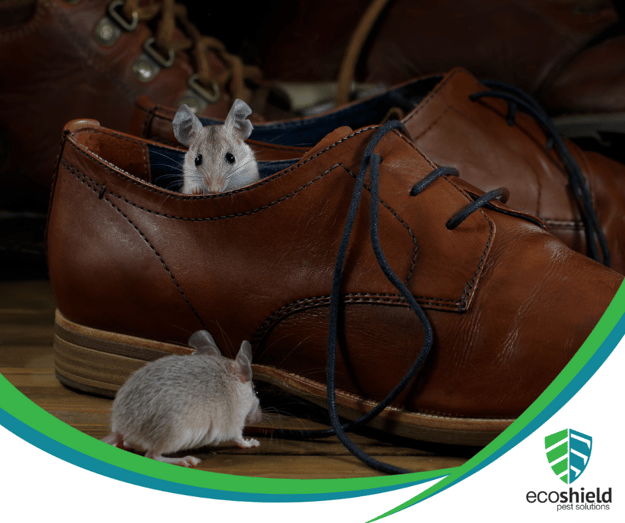 Will Mice Go Away on Their Own?