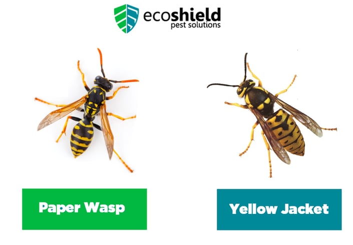 We know yellowjackets sting, but do they bite?